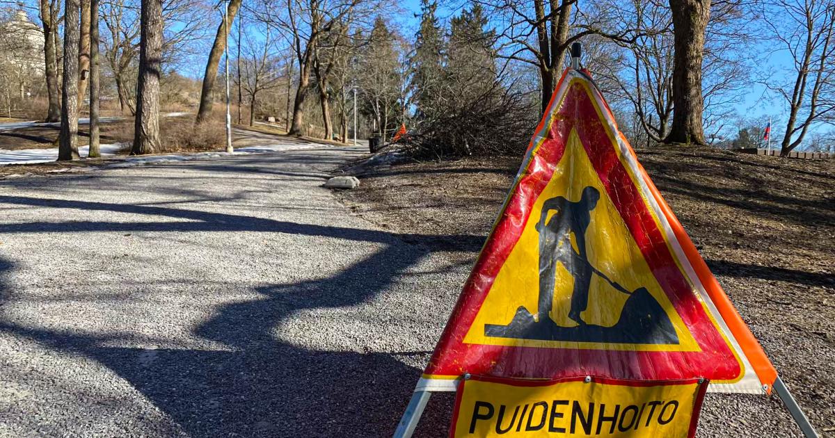 Turku hoitaa puistopuita ja metsiä suunnitelmallisesti | Turku.fi